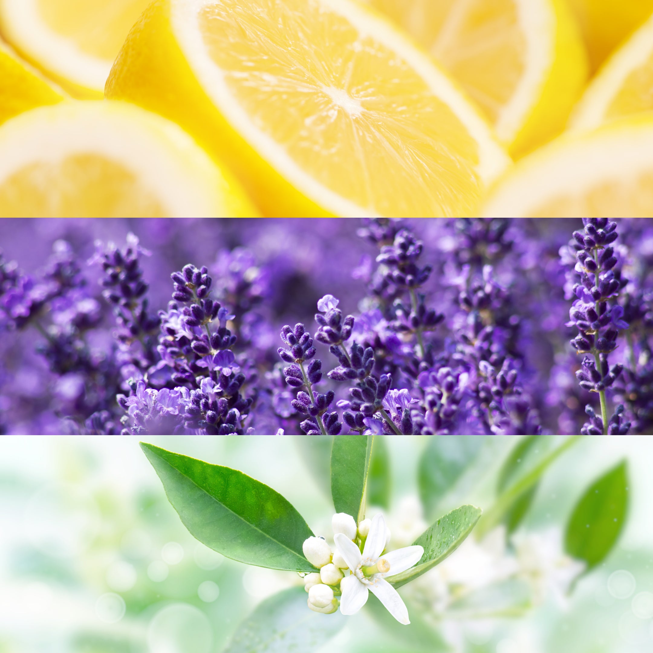 4711 Genuine Cologne – The fragrance classic since 1792